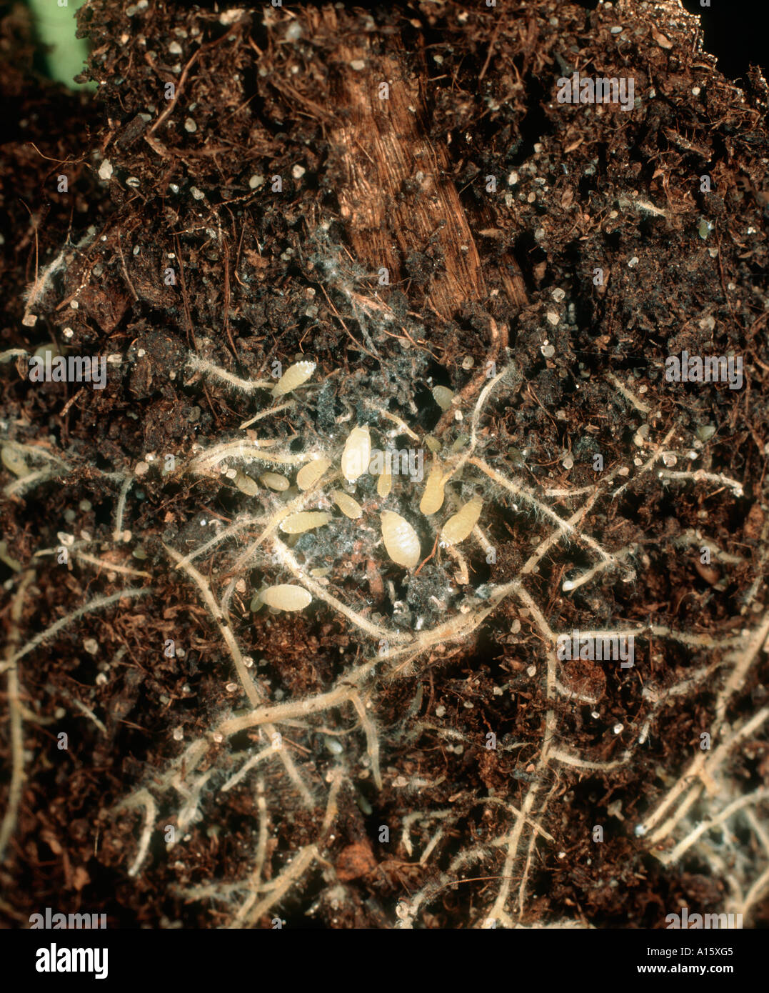 Lettuce root aphid Pemphigus bursarius colony on a lettuce root Stock ...