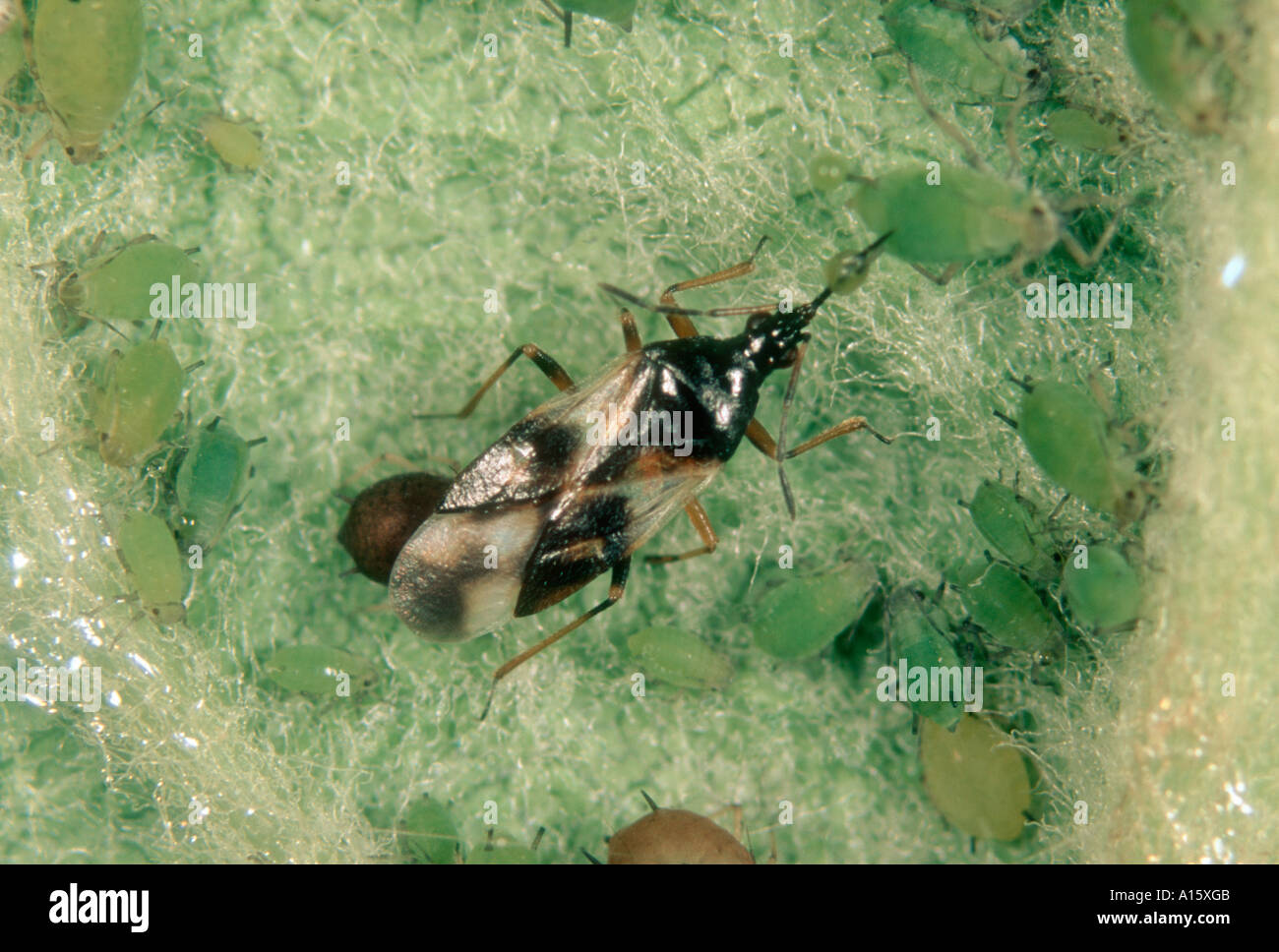 Anthocoris nemoralis hi-res stock photography and images - Alamy