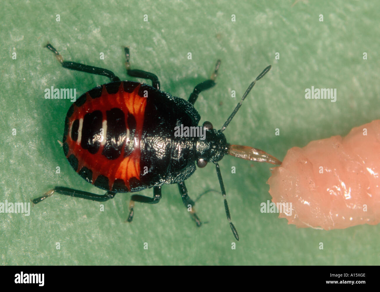 Predatory bug Podisus maculiventris attacking fly maggot Stock Photo ...