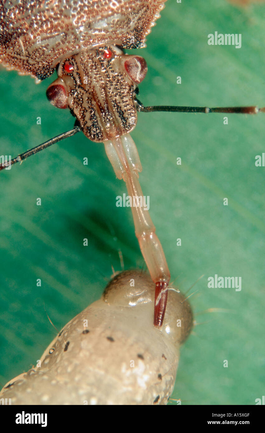 Predatory stink bug Podisus maculiventris stylet inserted in ...