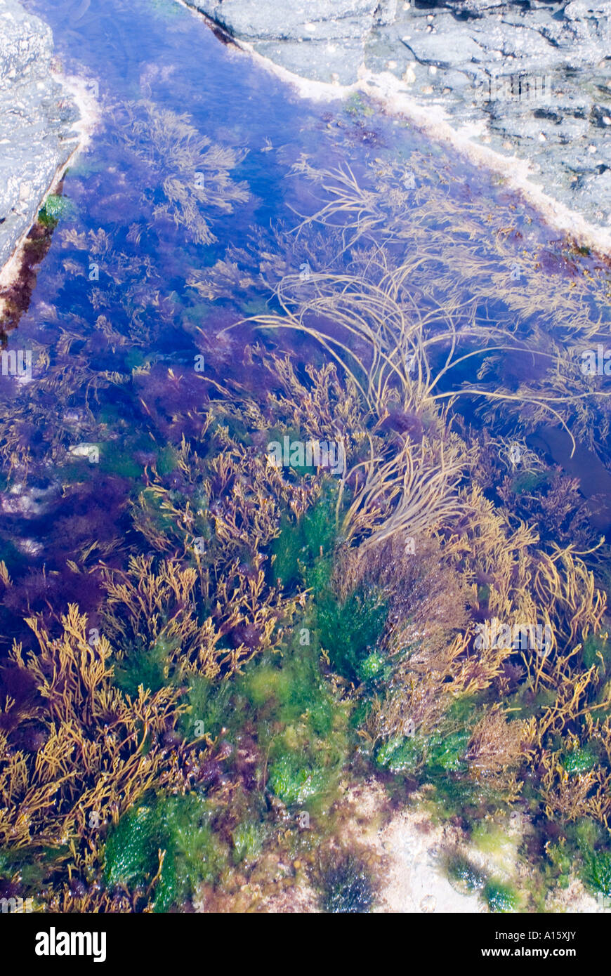 Brown algae on the coast hi-res stock photography and images - Alamy
