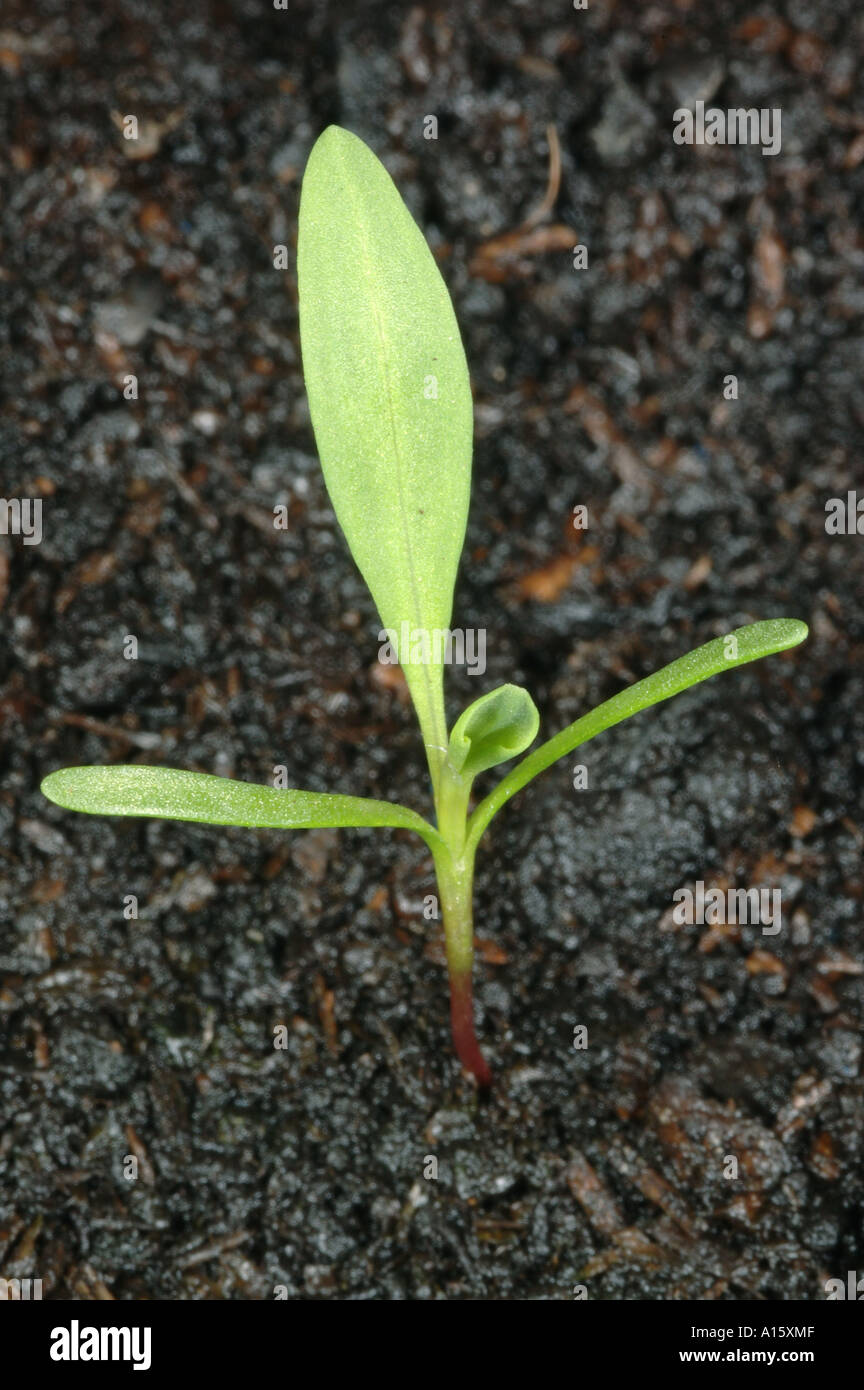 Aviculare hi-res stock photography and images - Alamy