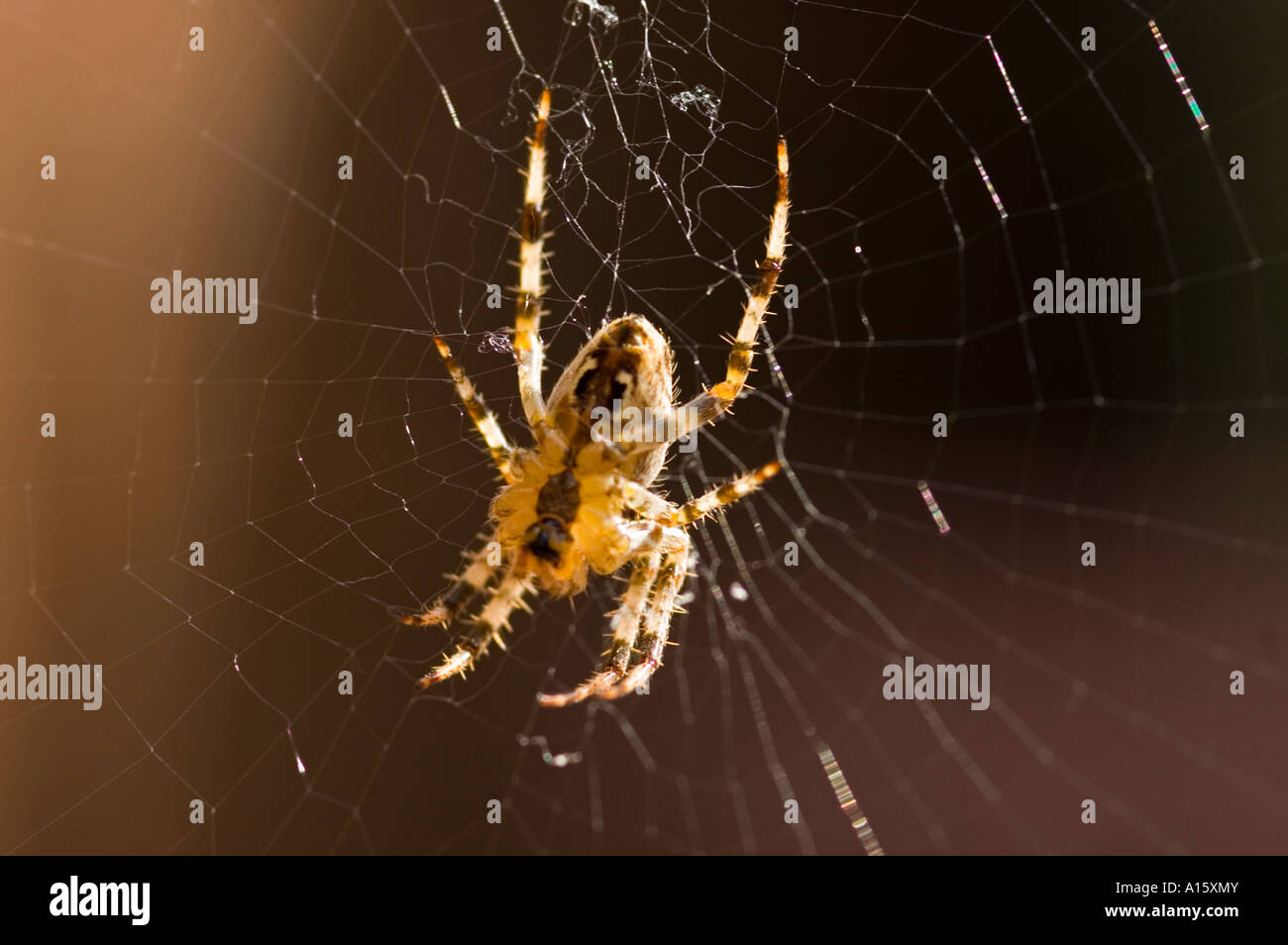 Horizontal macro image of a large common garden spider "araneus ...