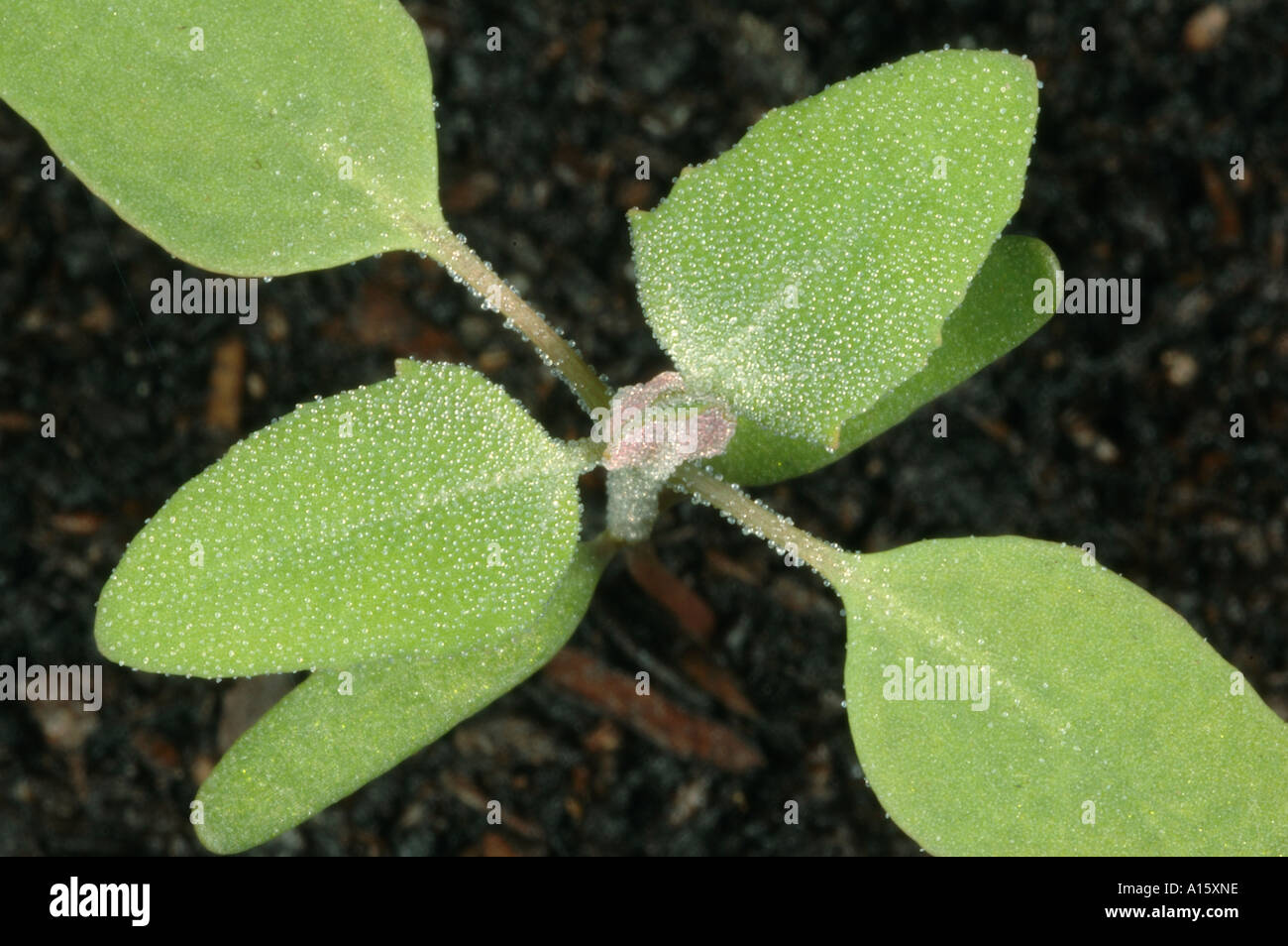 Fat hen Chenopodium album seedling with four true leaves Stock Photo ...
