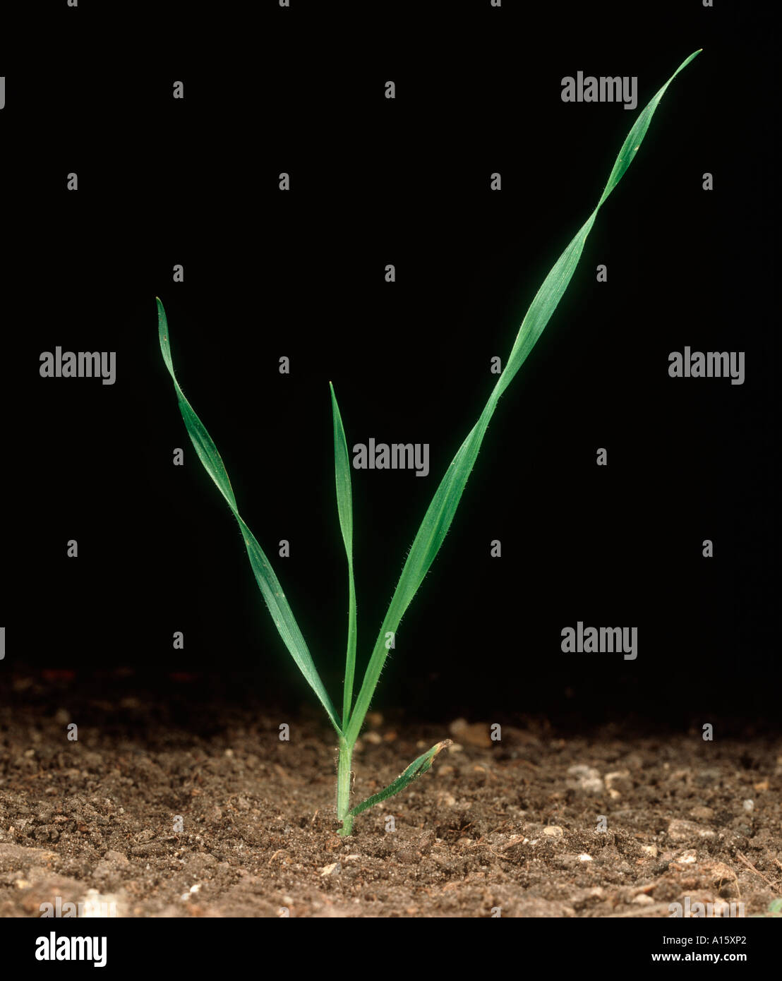 Sterile barren brome bromus sterilis hi-res stock photography and ...