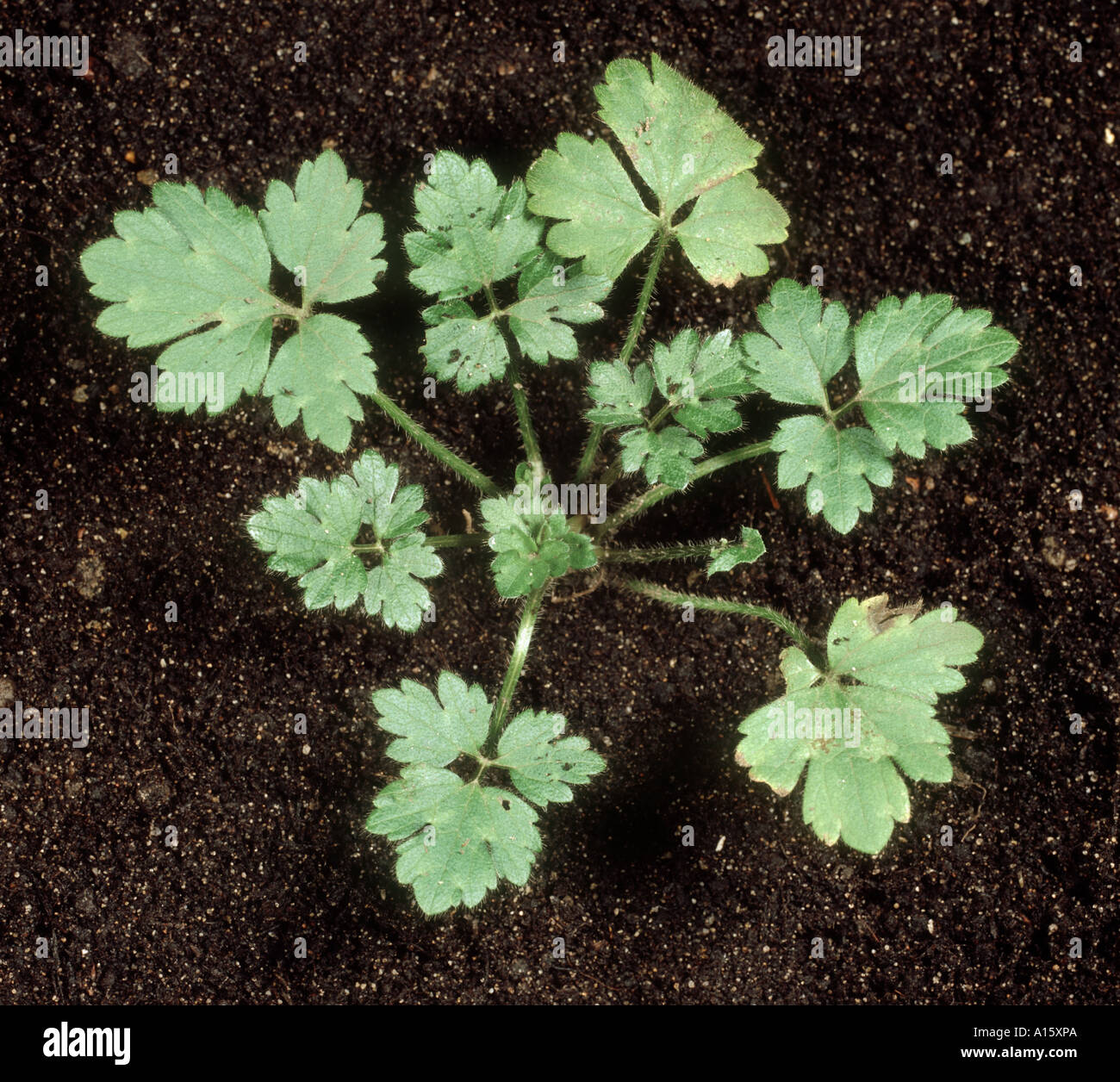 Creeping buttercup ranunculus young plant hi-res stock photography and ...