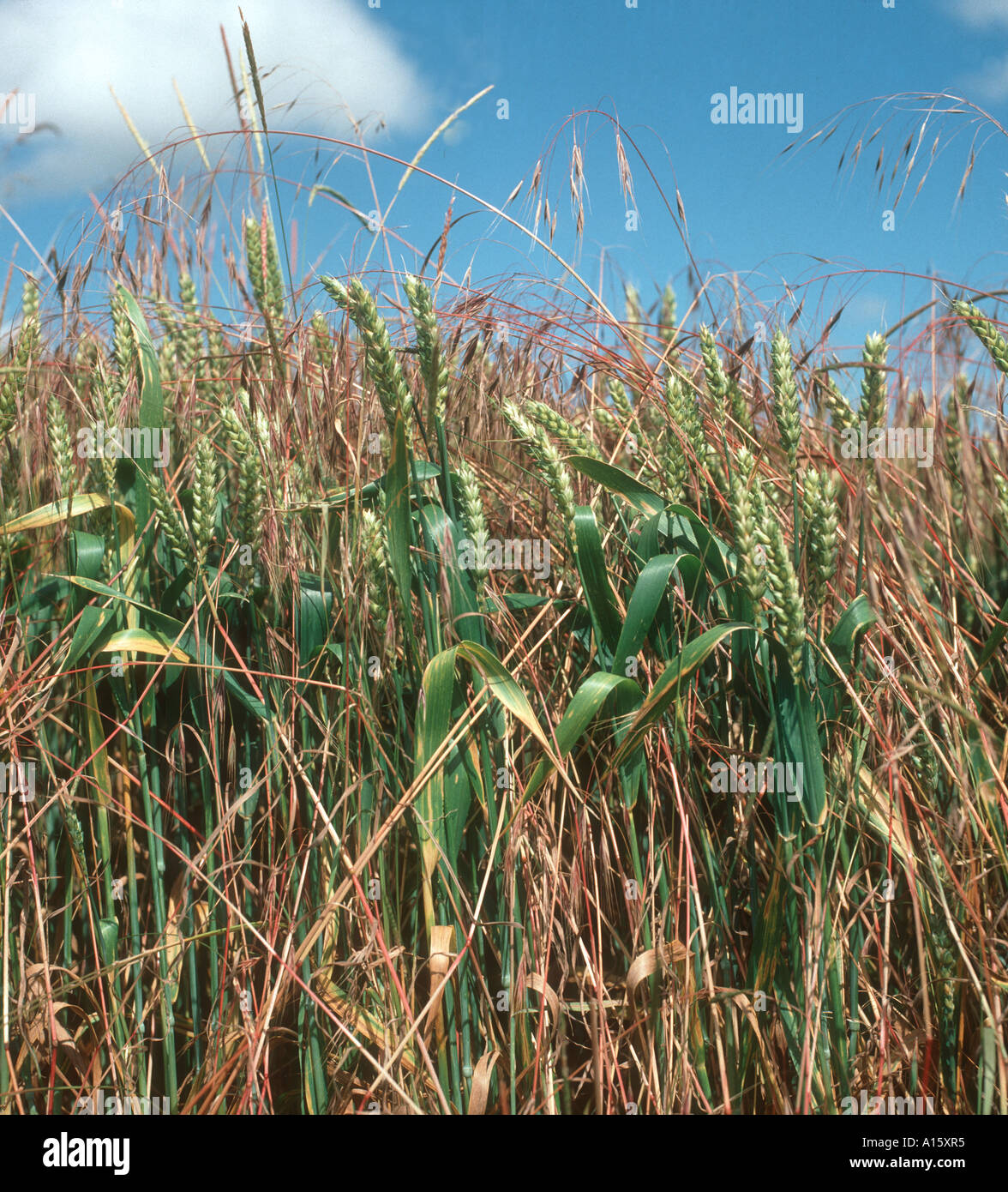 Sterile barren brome bromus sterilis hi-res stock photography and ...