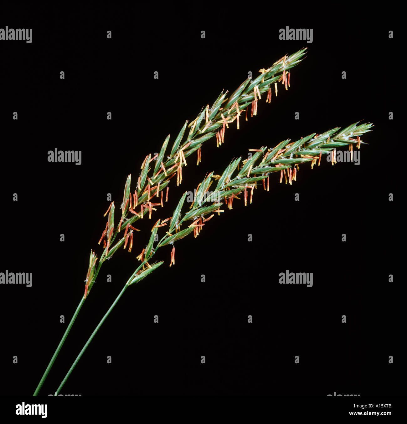 Flower spikes of couch Agropyron repens grass anthers extended Stock ...