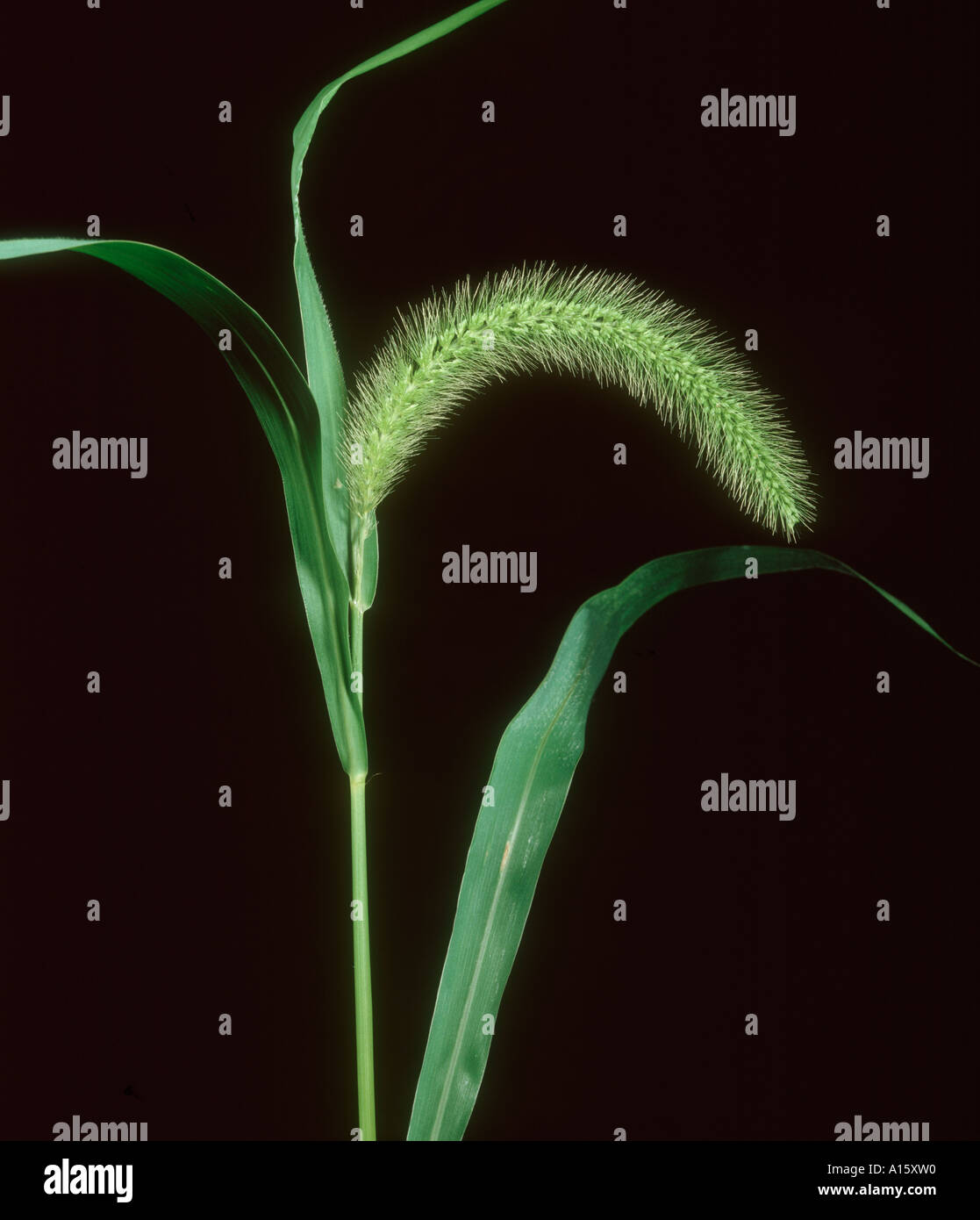 Giant foxtail Setaria faberii drooping flower spike Stock Photo - Alamy