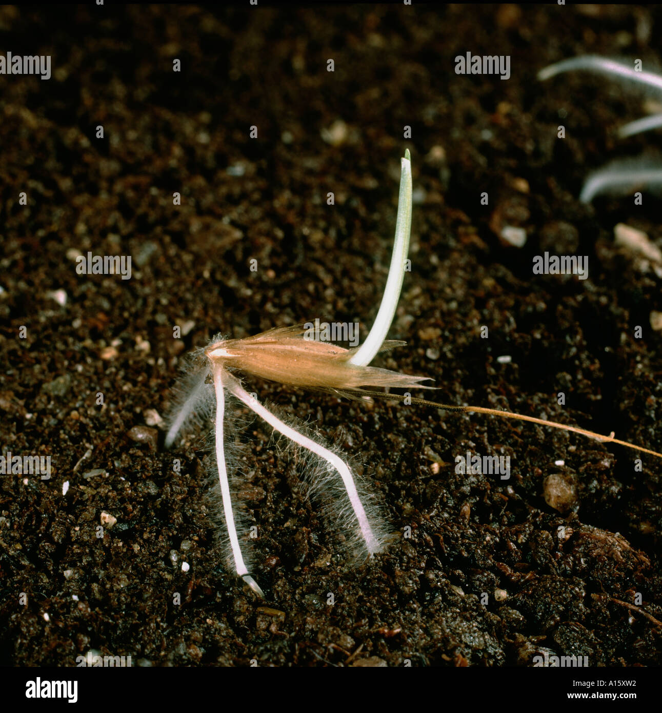 Germinating wild oat Avena fatua seedling burying itself into the soil ...