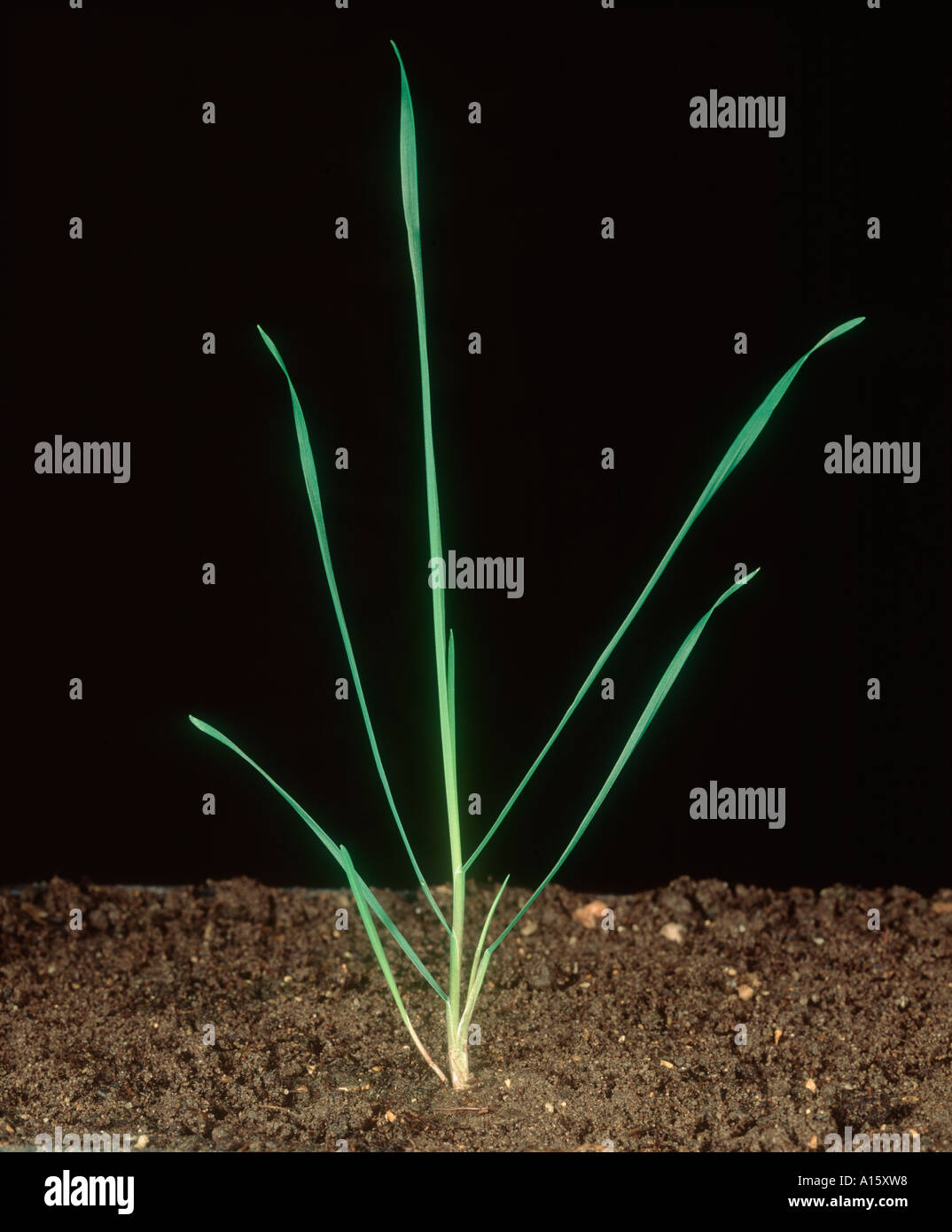 False oat or onion couch Arrhenatherum elatius young plant beginning to ...