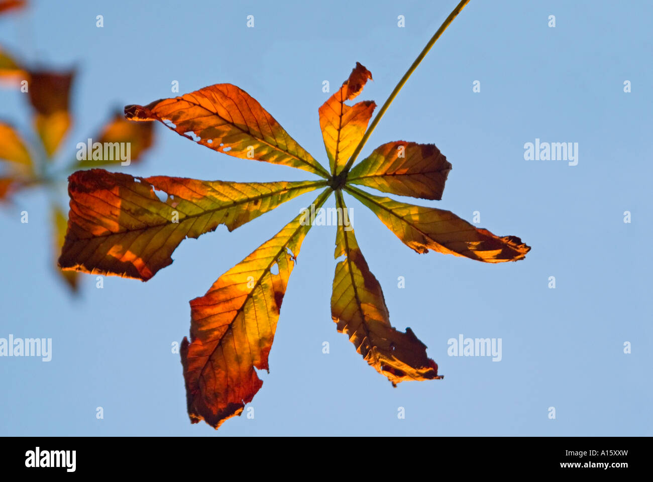 Chestnut tree leaves turning yellow hi-res stock photography and images ...