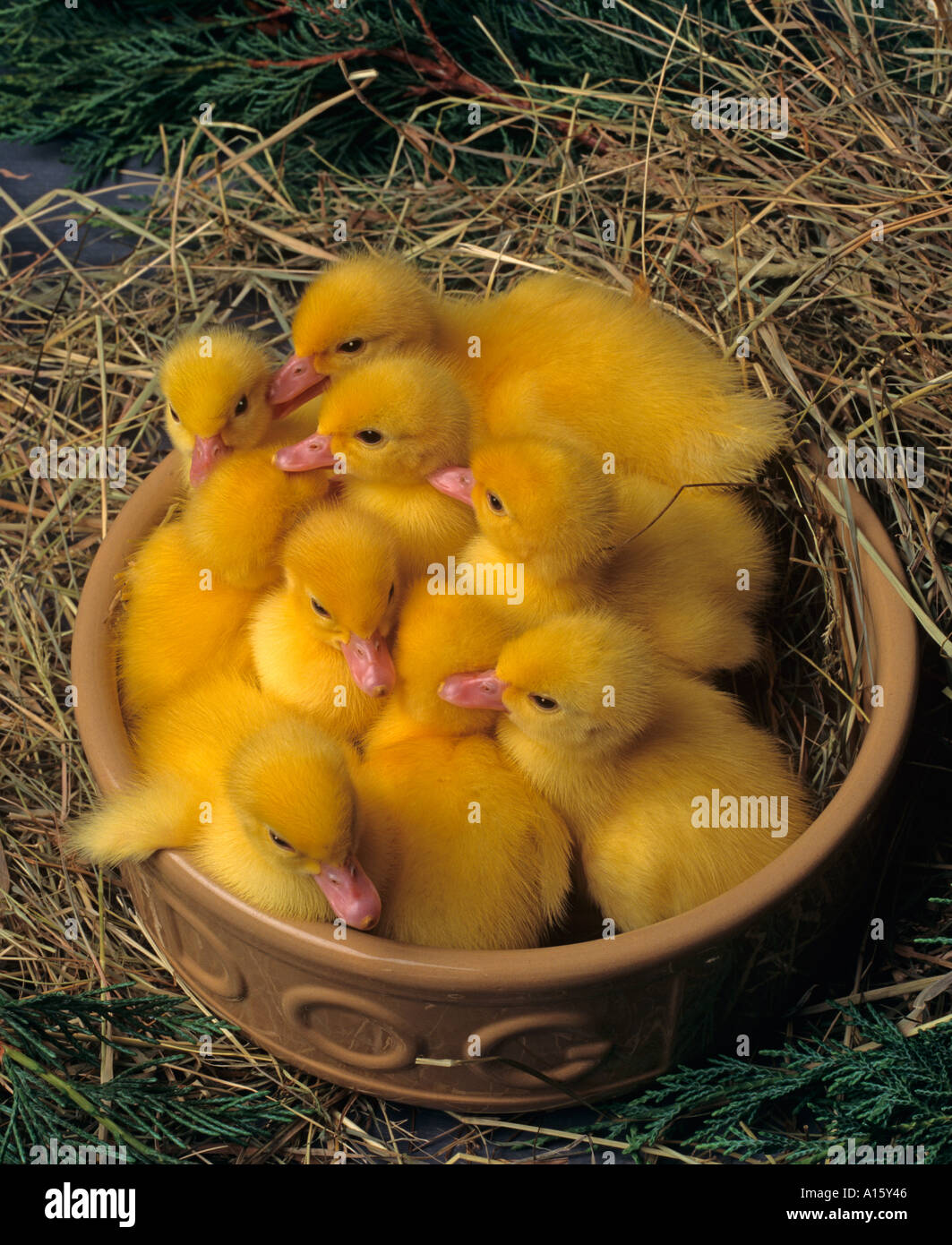A Brood of Ducklings dayolds Stock Photo - Alamy