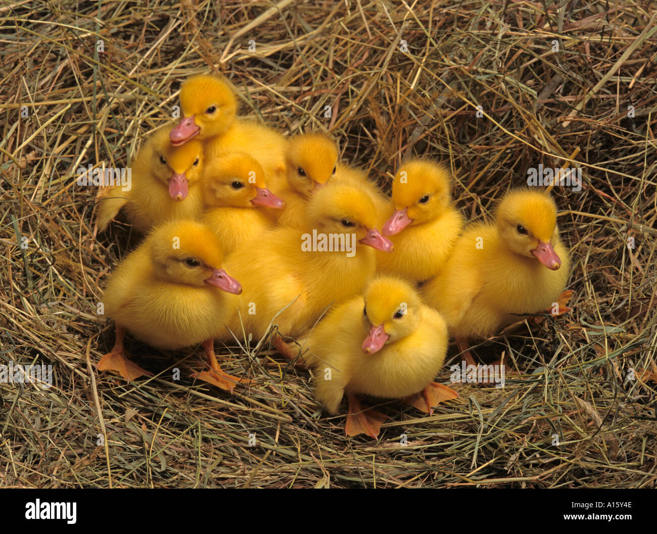 A Brood of Ducklings dayolds Stock Photo - Alamy