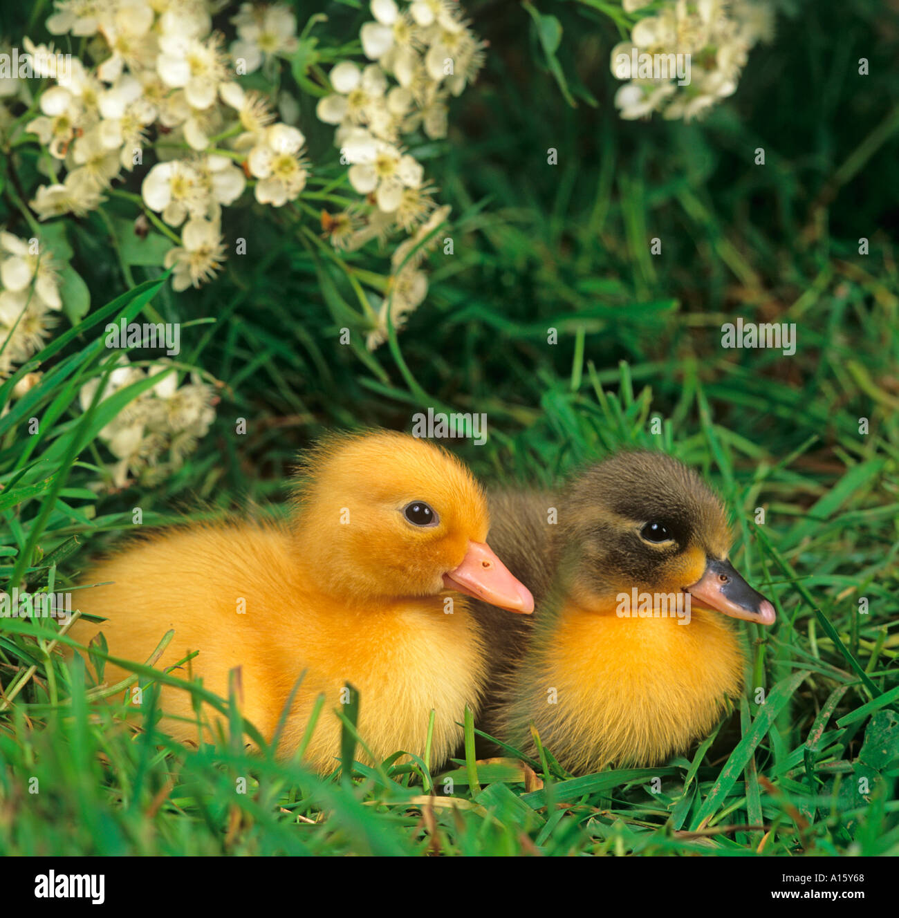 Newly Hatched ducklings on grass with Spring blossom Stock Photo - Alamy