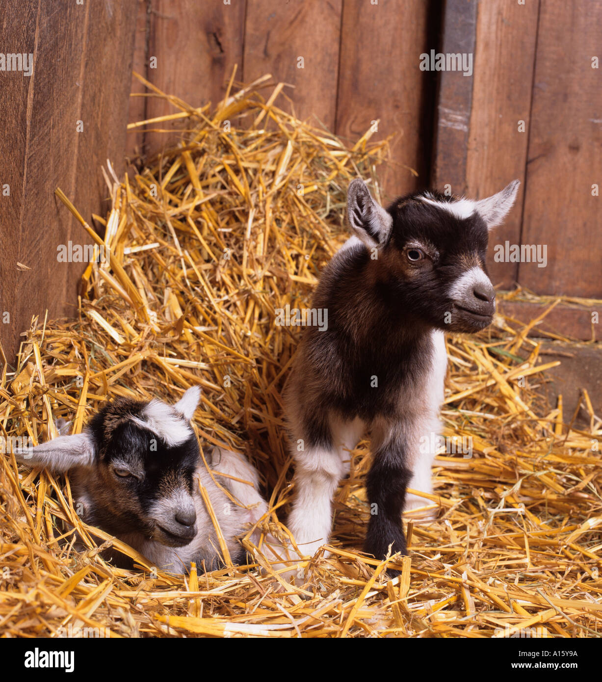 A Pair of Domestic Goat Kids Stock Photo - Alamy
