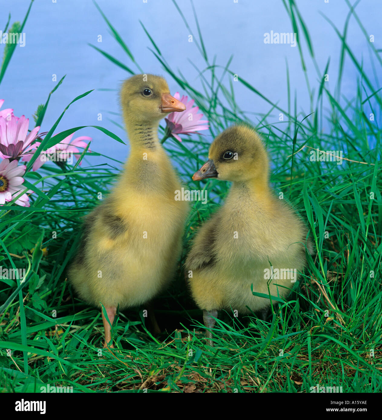 Blue hatched hi-res stock photography and images - Alamy