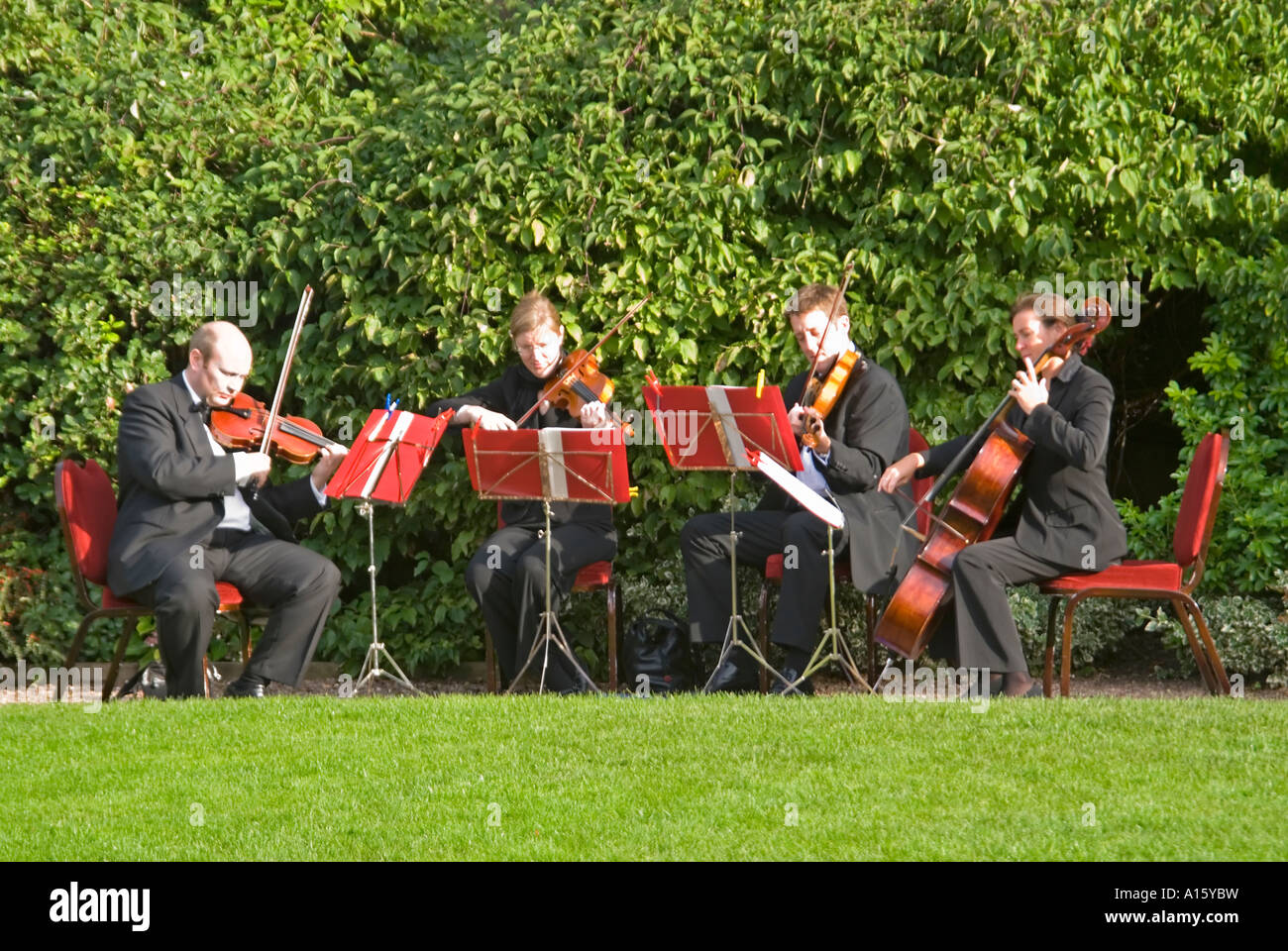 Horizontal view of a professional string quartet entertaining guests ...
