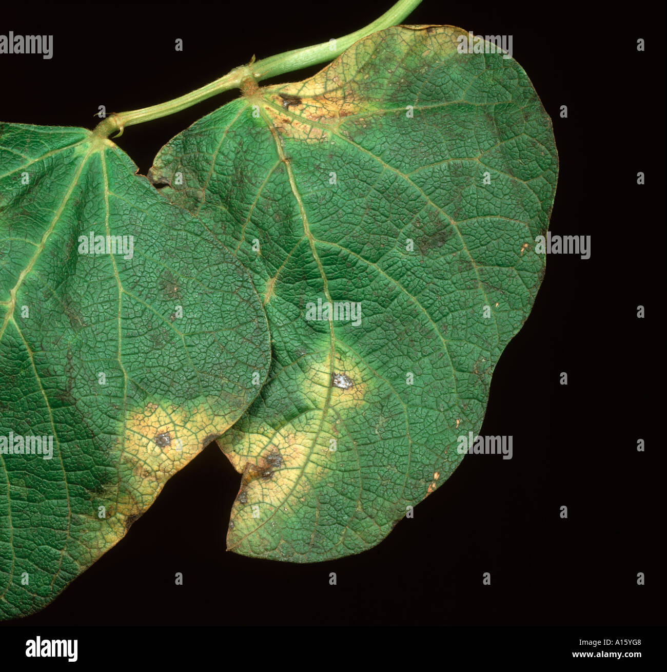 Halo blight Pseudomonas phaseolicola chlorotic yellow lesions on a ...