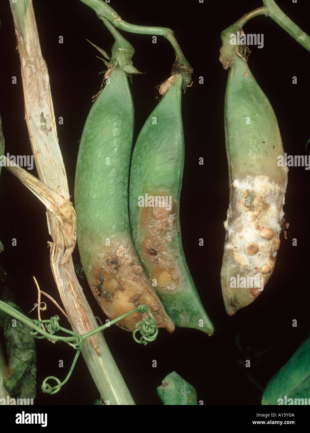Stem pod rot Sclerotinia sclerotiorum disease symptoms on a pea pod ...