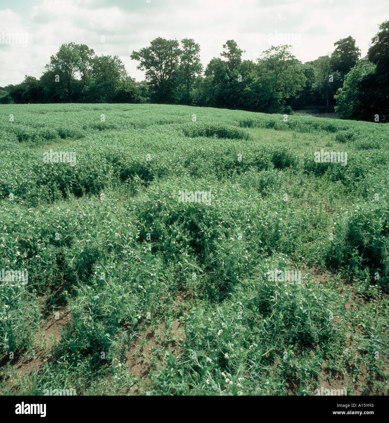 Trichodorus hi-res stock photography and images - Alamy