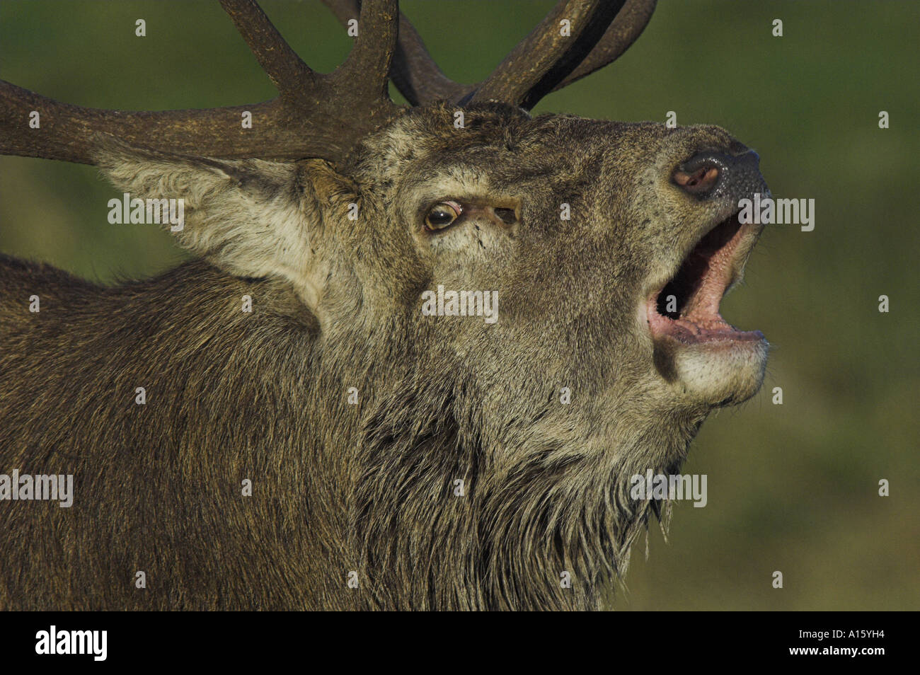 Red stag roar scotland hi-res stock photography and images - Alamy