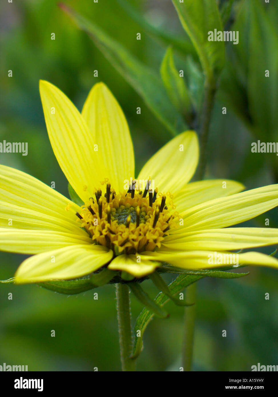Helianthus Lemon Queen Stock Photo - Alamy