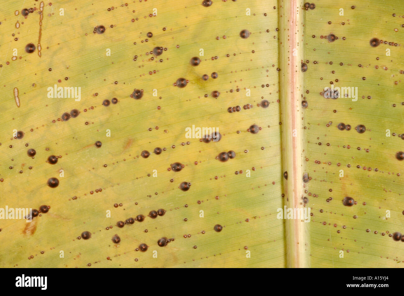 Armoured scale possibly San Jose scale insect Quadraspidiotus ...