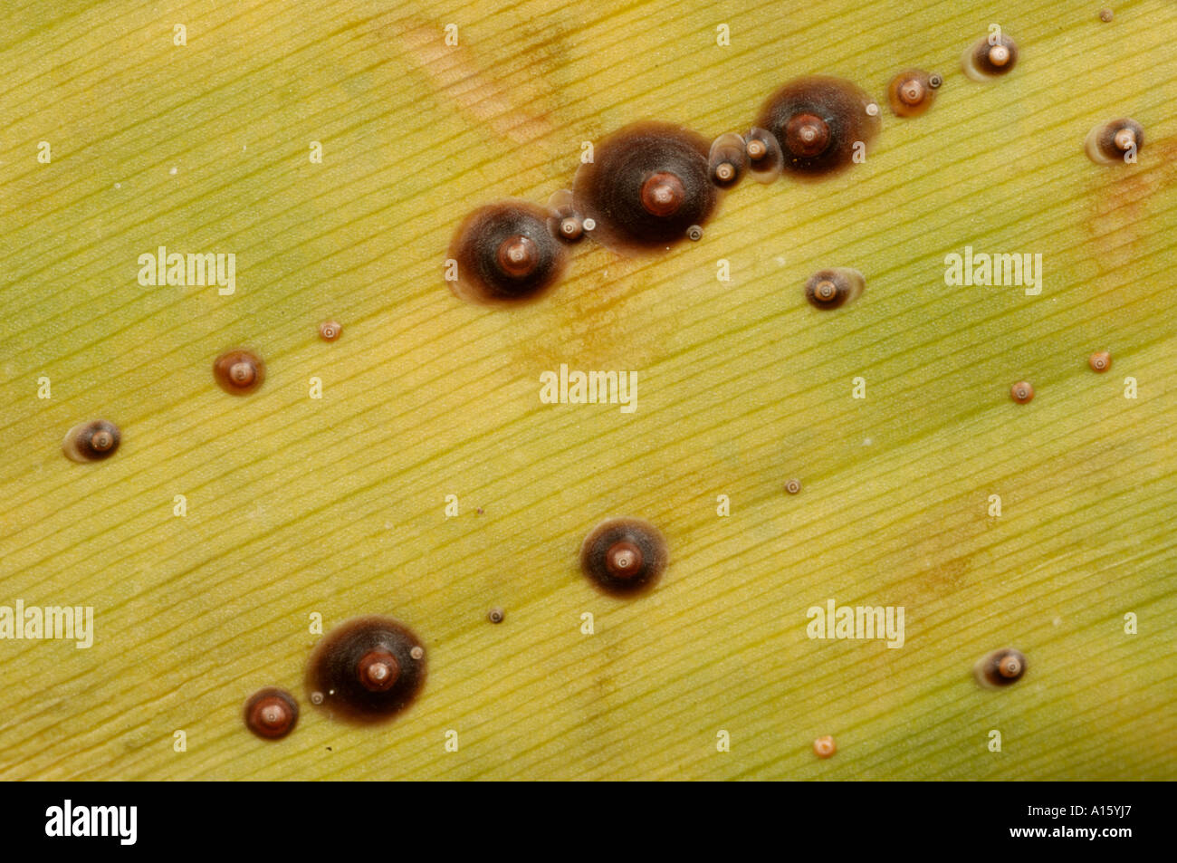 Armoured scale possibly San Jose scale insect Quadraspidiotus ...