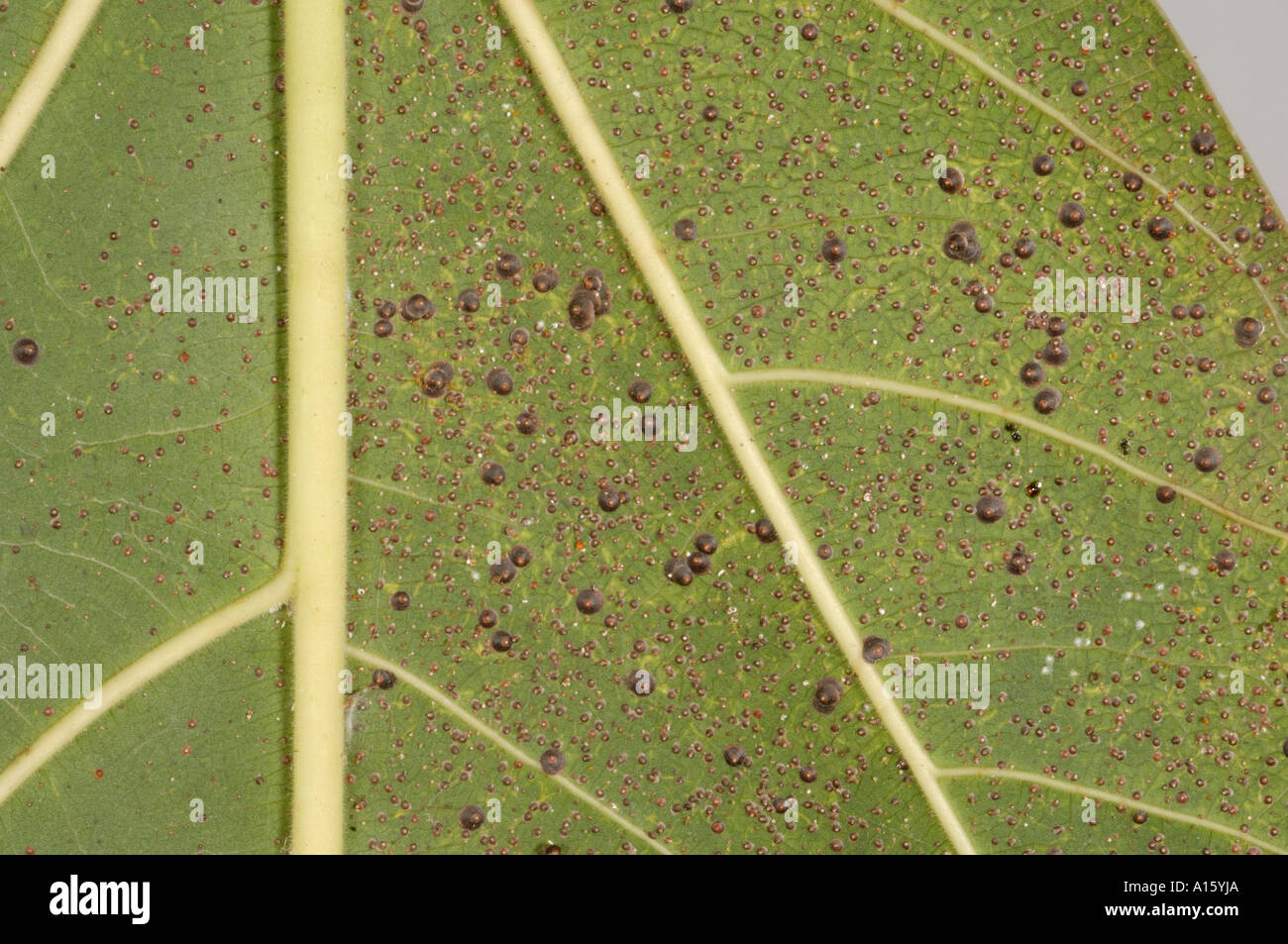 Armoured scale possibly San Jose scale insect Quadraspidiotus ...