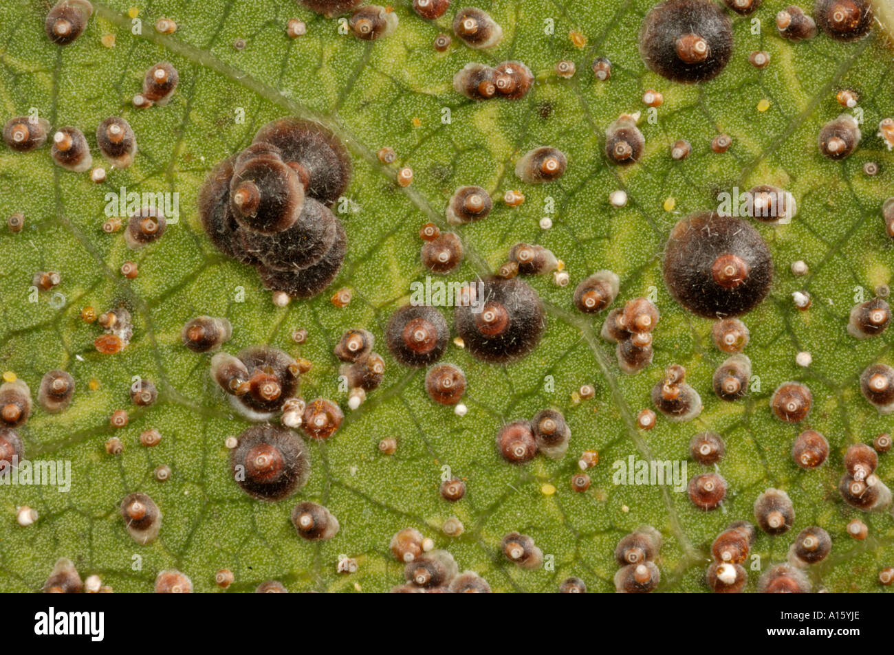 San jose scale insect pest hi-res stock photography and images - Alamy