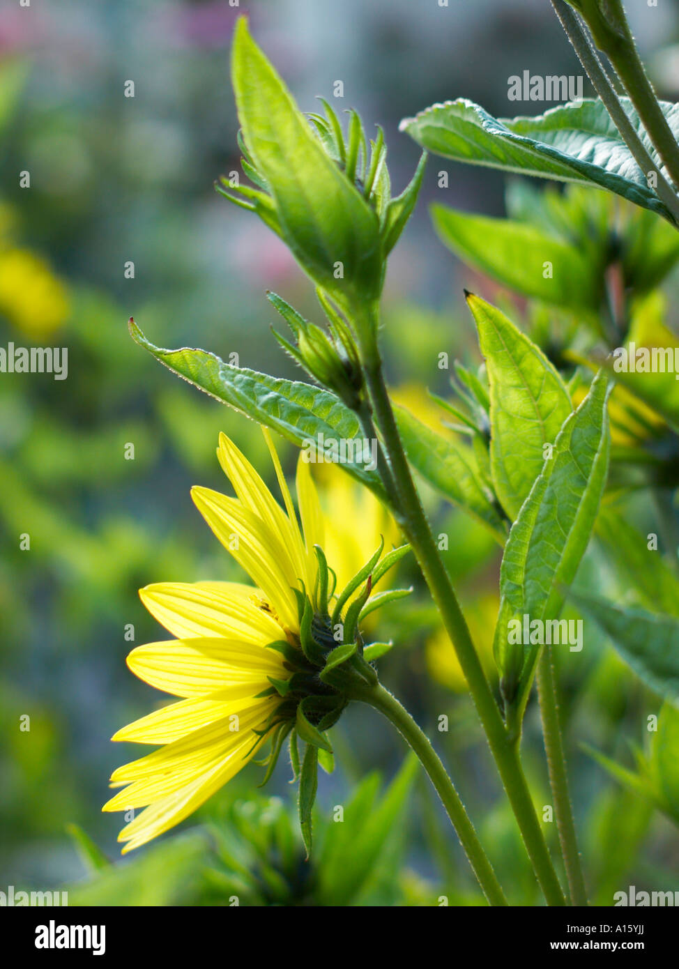Helianthus Lemon Queen Stock Photo - Alamy