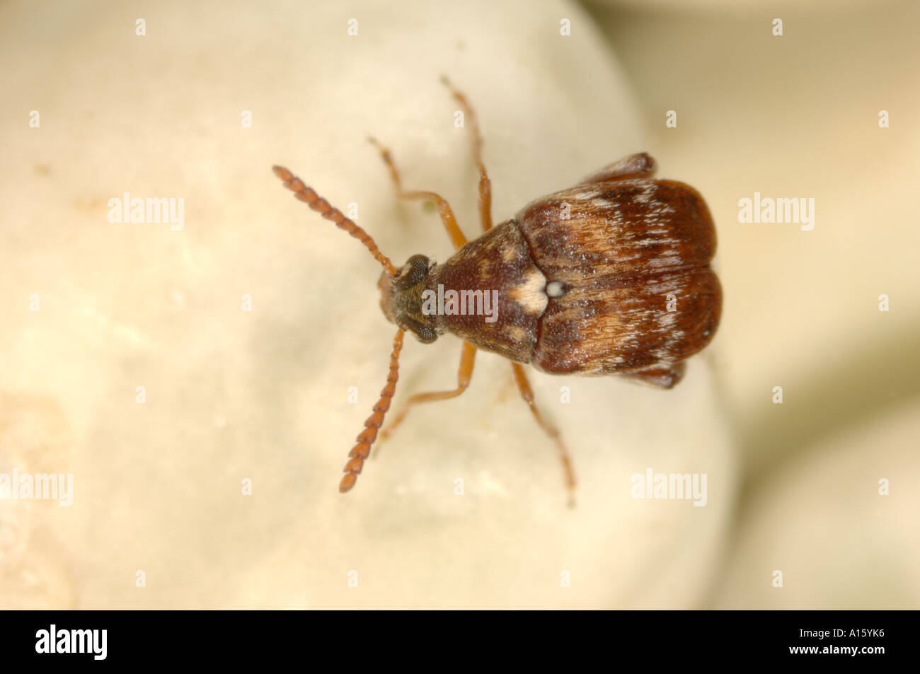 Adzuki bruchid Callosobruchus chinensis adult pest on dried peas in ...