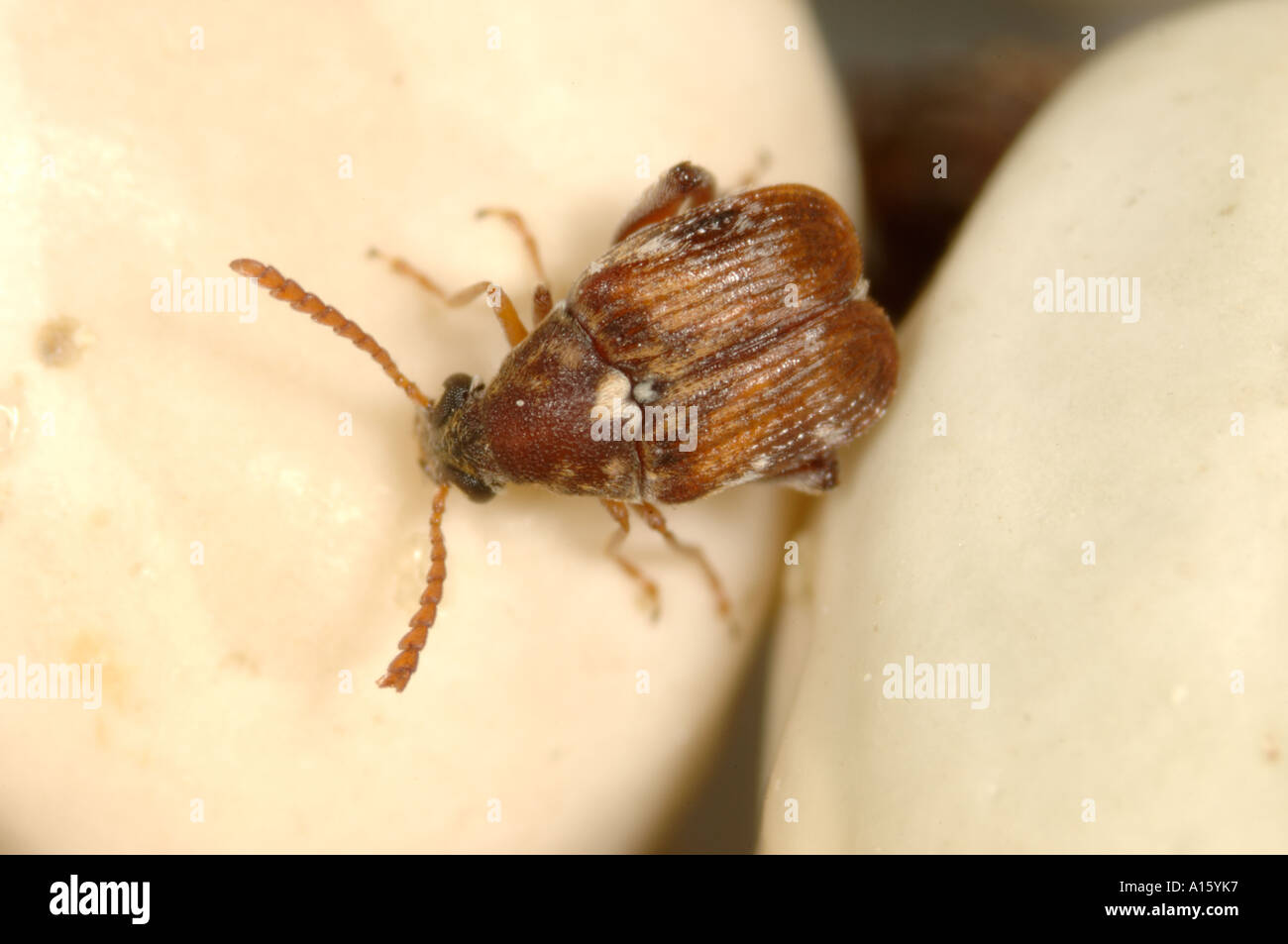 Callosobruchus chinensis hi-res stock photography and images - Alamy