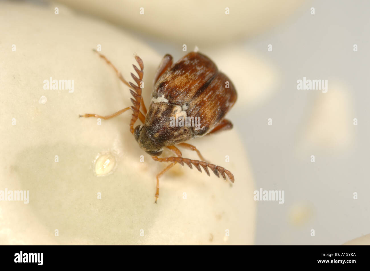 Adzuki bruchid Callosobruchus chinensis adult male pest on dried peas ...