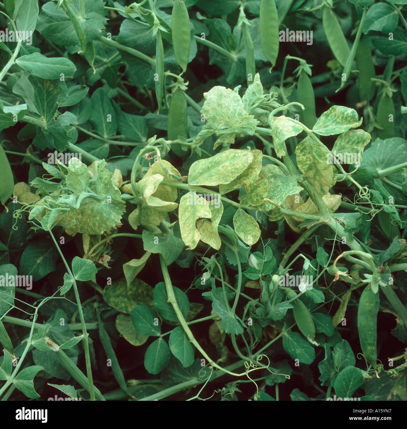 PEMV Pea enation mosaic virus symptoms on a pea plant Stock Photo - Alamy