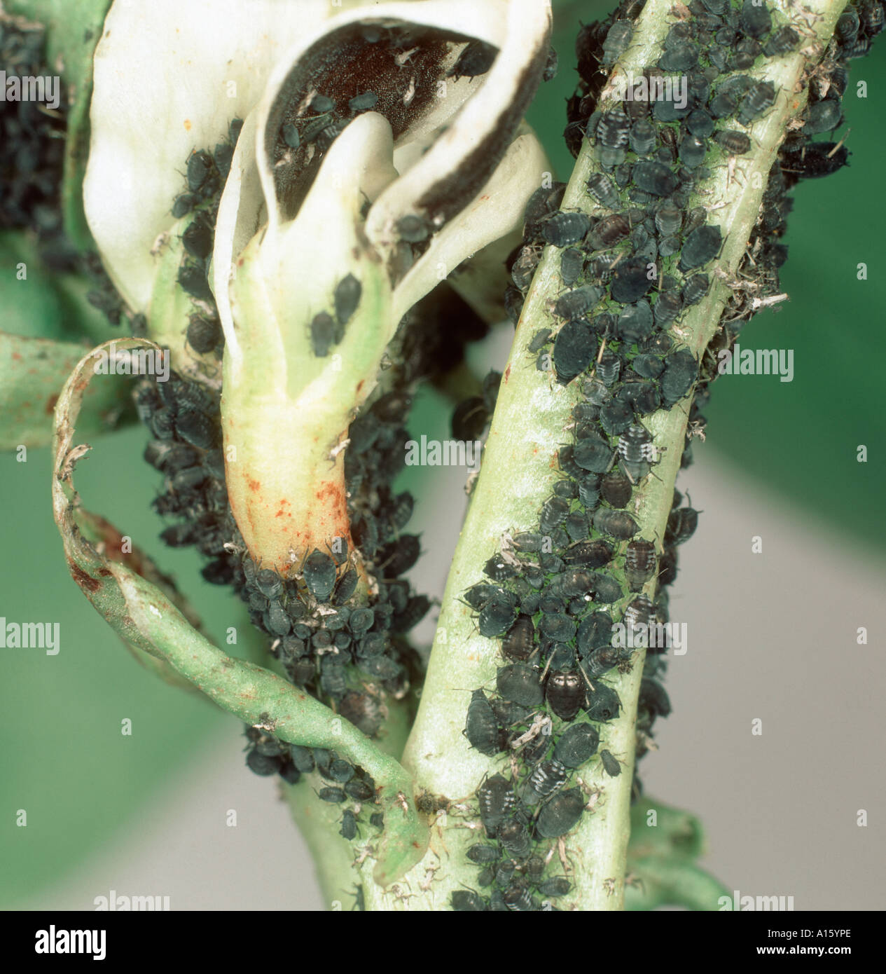 Black bean aphid broad bean hi-res stock photography and images - Alamy