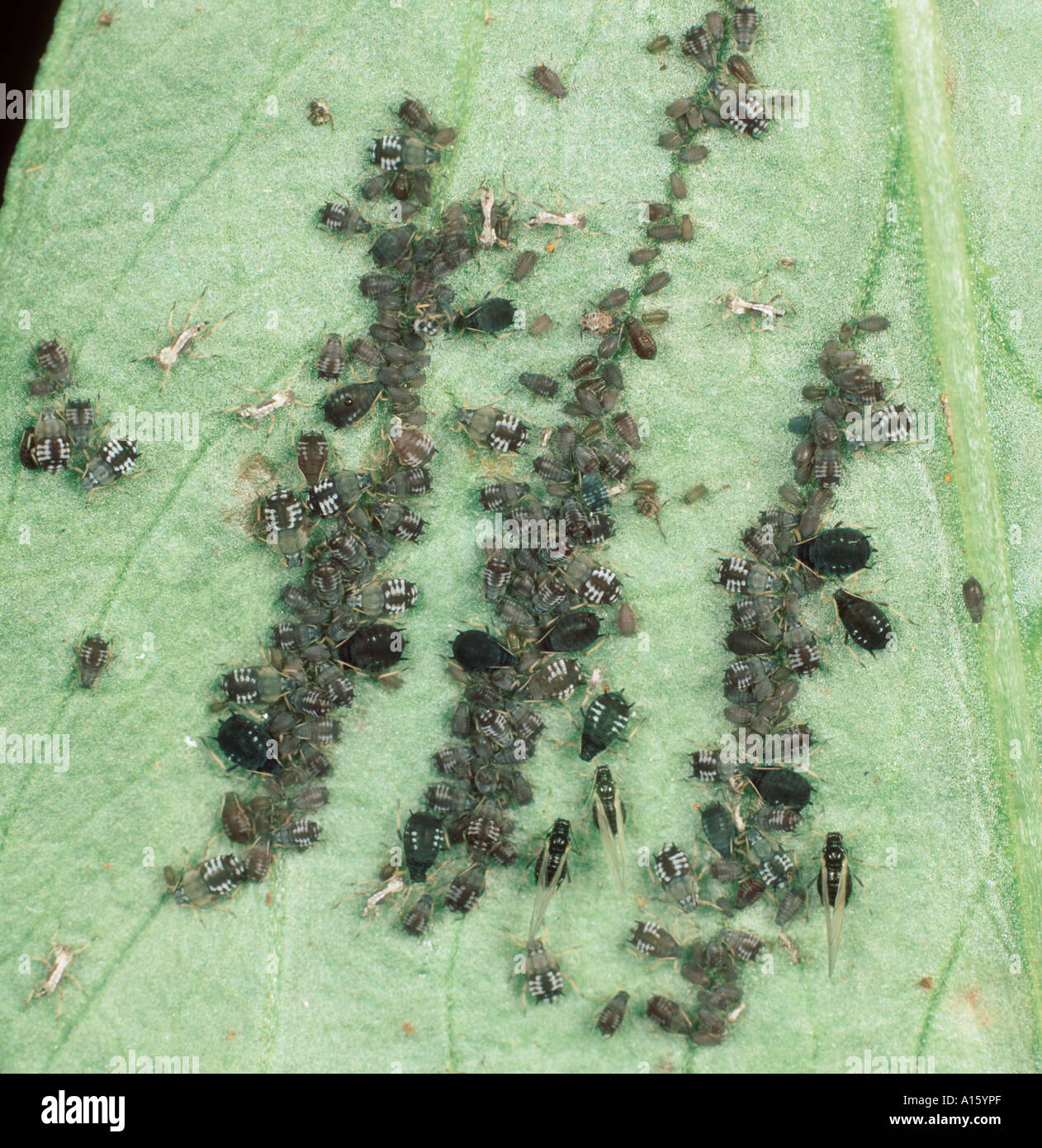 Black bean aphid Aphis fabae colony amassed along the veins of a bean ...
