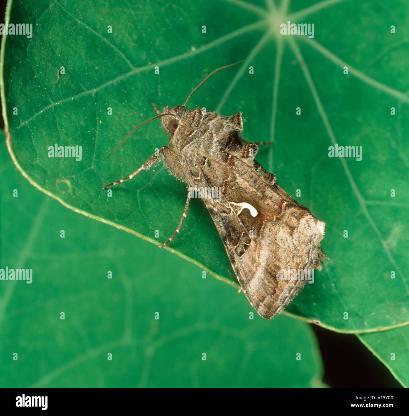 Silver Y moth Autographa gamma moth on a nasturtium leaf Stock Photo ...