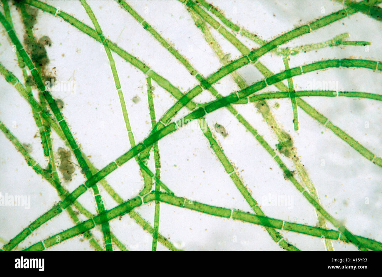 Pond weed cells hi-res stock photography and images - Alamy