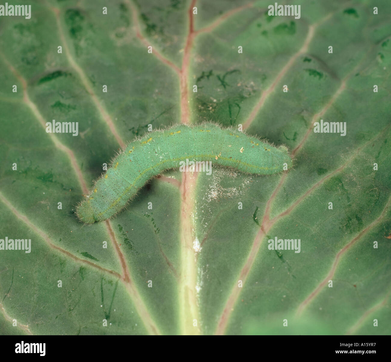 Bacillus thuringiensis bacteria hi-res stock photography and images - Alamy