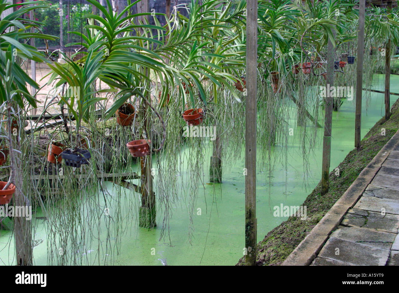 Orchid farm bangkok hi-res stock photography and images - Alamy