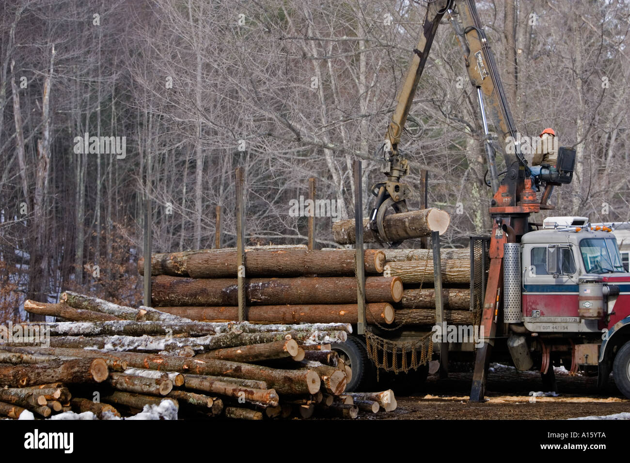 Loading logs onto a truck Stock Photo - Alamy
