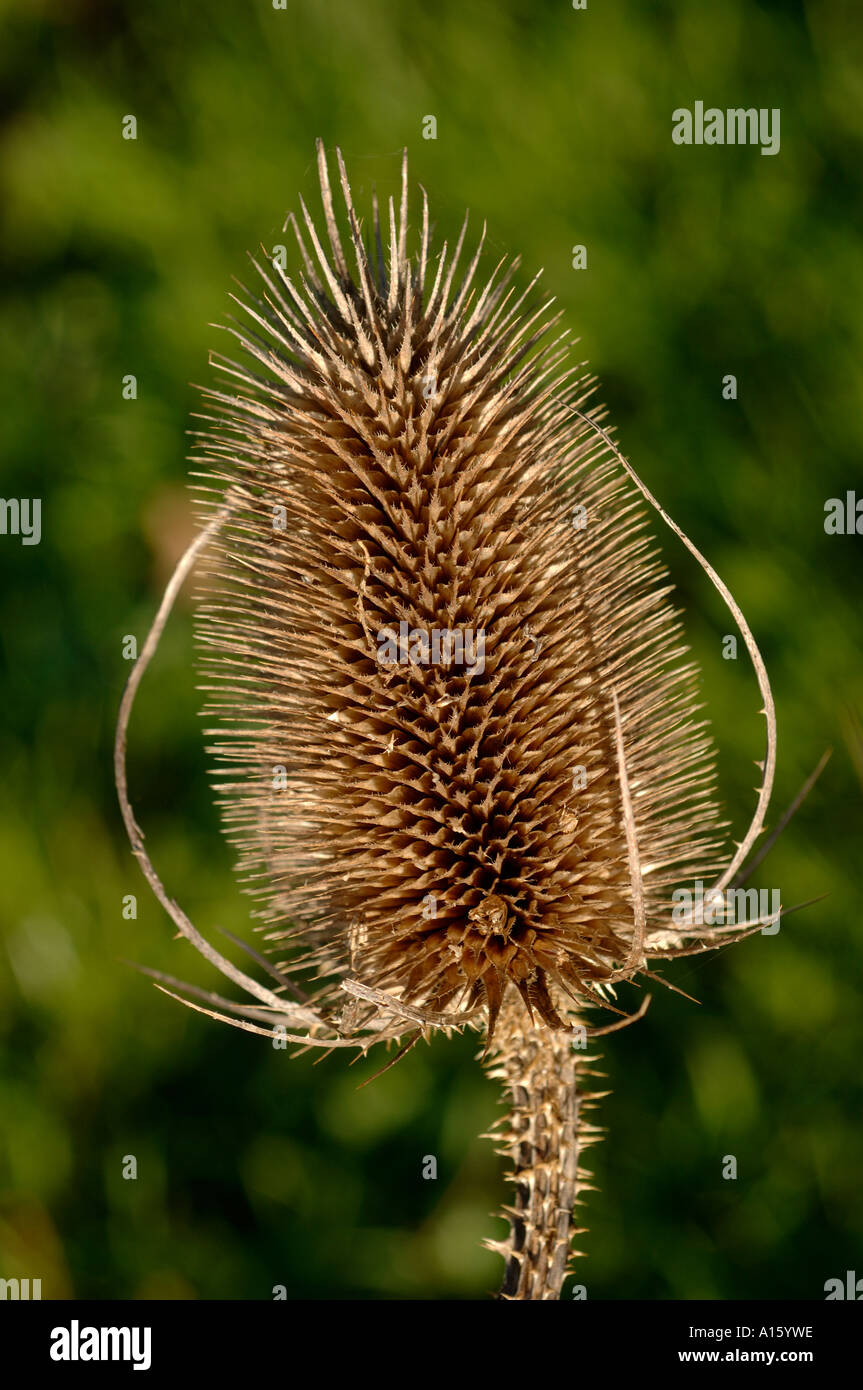 Dipsacus fullonum close up hi-res stock photography and images - Alamy