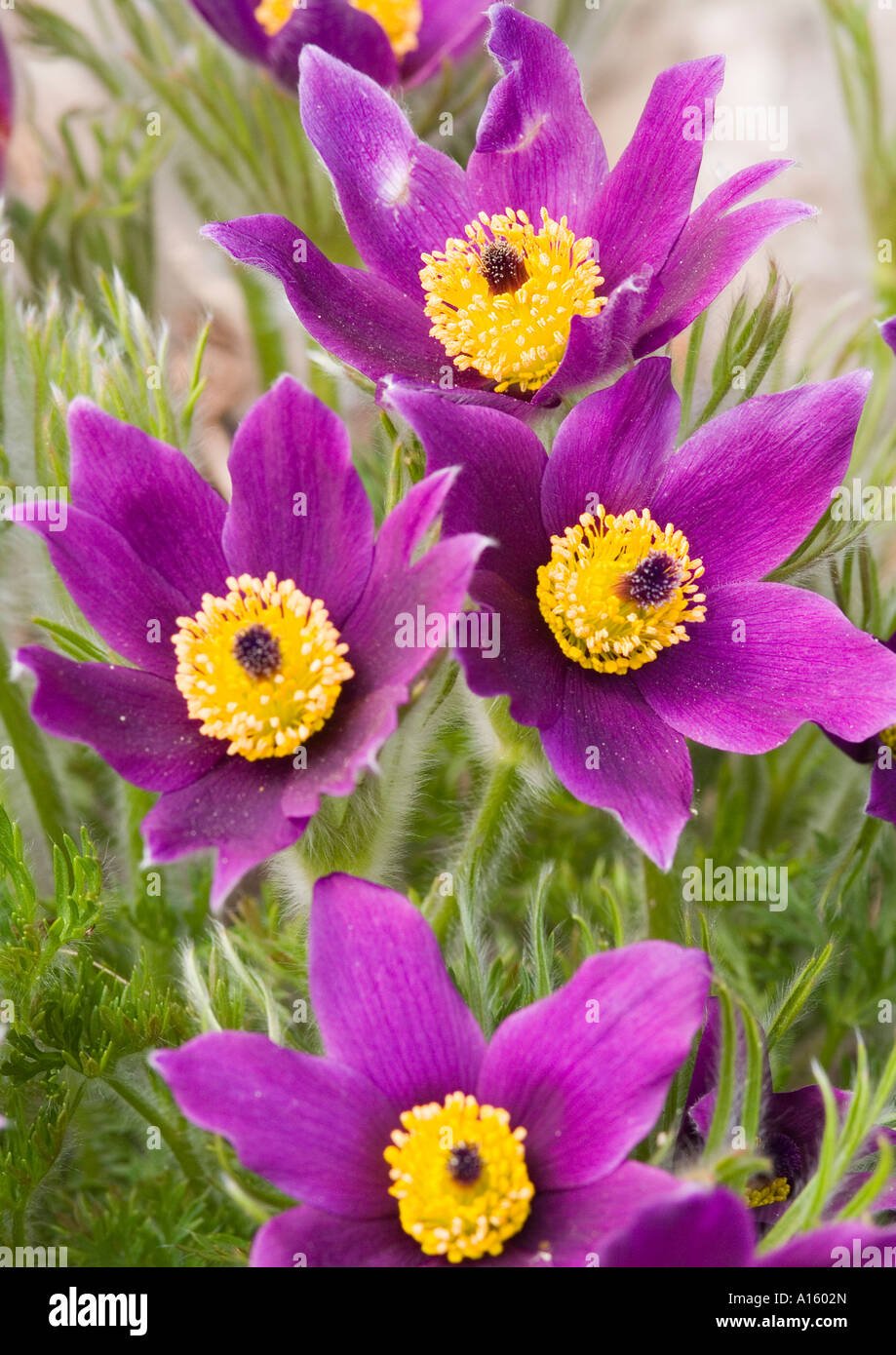 Pasque flowers Pulsatilla vulgaris Stock Photo - Alamy