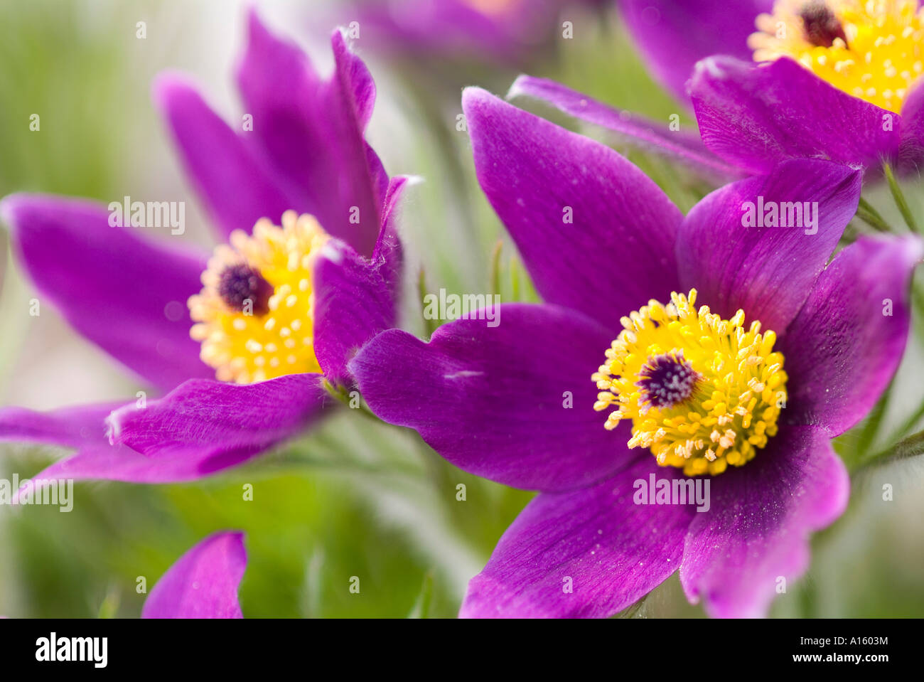 Pasque flowers Pulsatilla vulgaris Stock Photo - Alamy