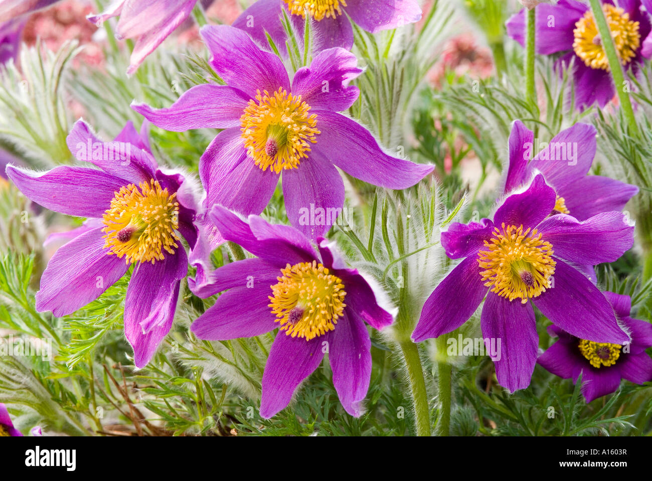 Pasque flowers Pulsatilla vulgaris Stock Photo - Alamy