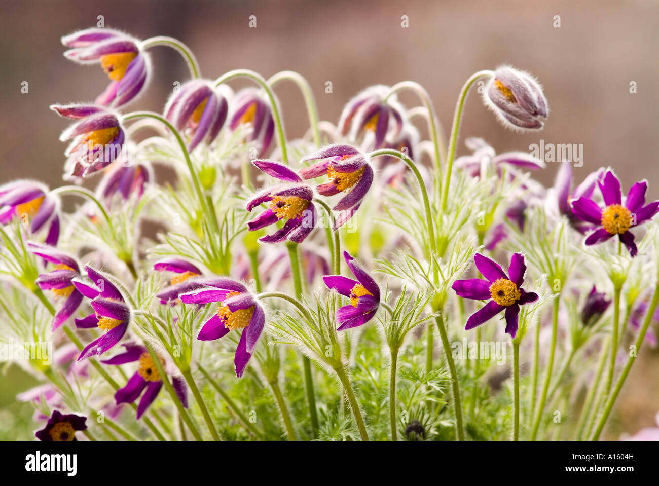 Pasque flowers Pulsatilla vulgaris Stock Photo - Alamy