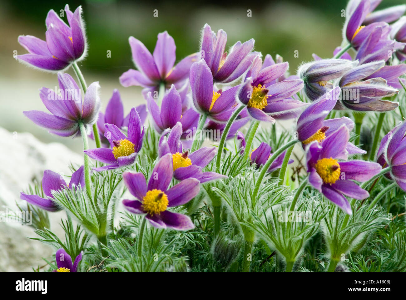 Pasque flowers Pulsatilla vulgaris Stock Photo - Alamy