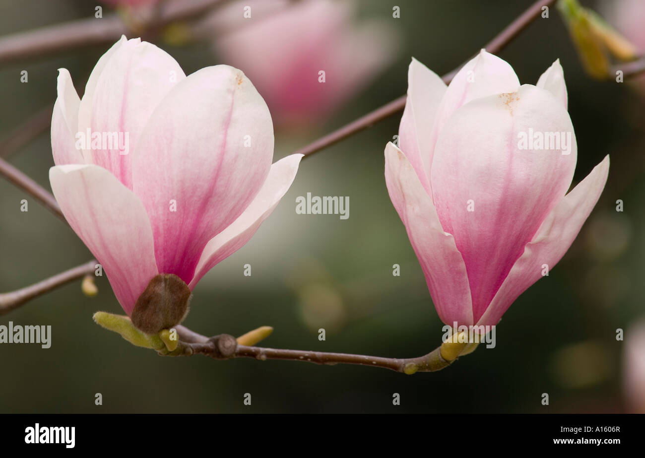 Pink magnolia soulangiana flowers close up Stock Photo - Alamy